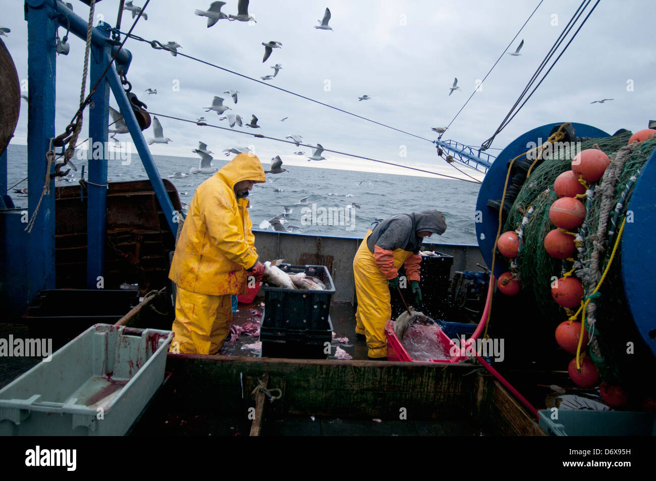 Fishermen clean Atlantic Cod fish (Gadus morhua) on deck of fishing ...