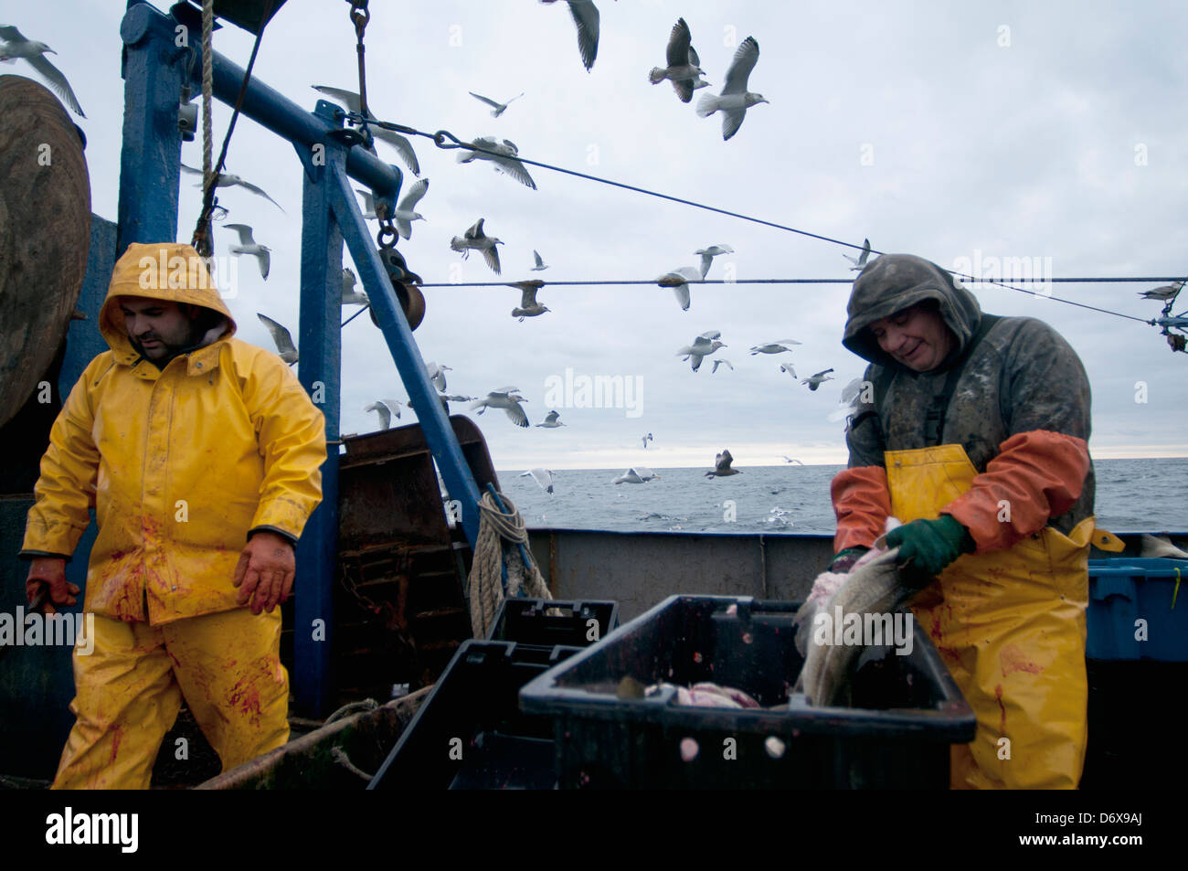 Fishermen clean Atlantic Cod fish (Gadus morhua) on deck of fishing ...