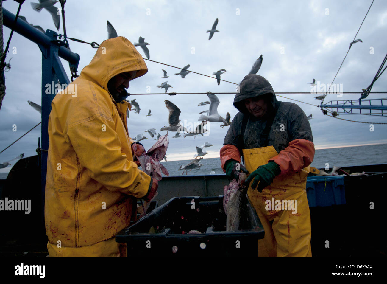 Fishermen clean Atlantic Cod fish (Gadus morhua) on deck of fishing ...