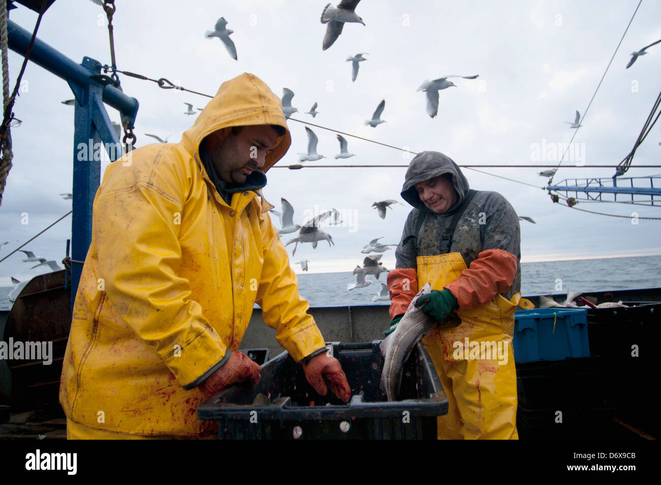 Gutting cod fish hi-res stock photography and images - Alamy