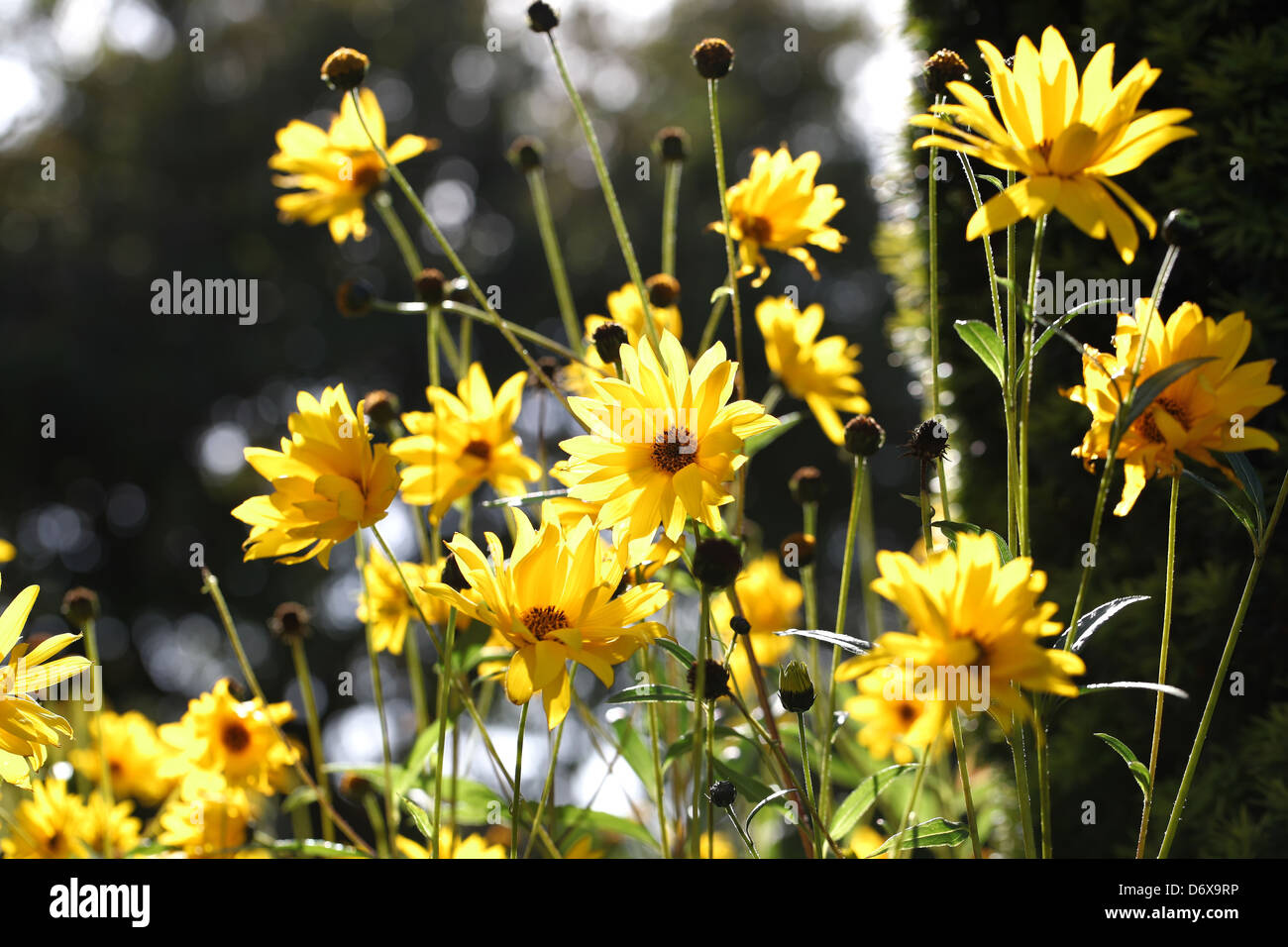 Yellow flowers in the sun Stock Photo - Alamy