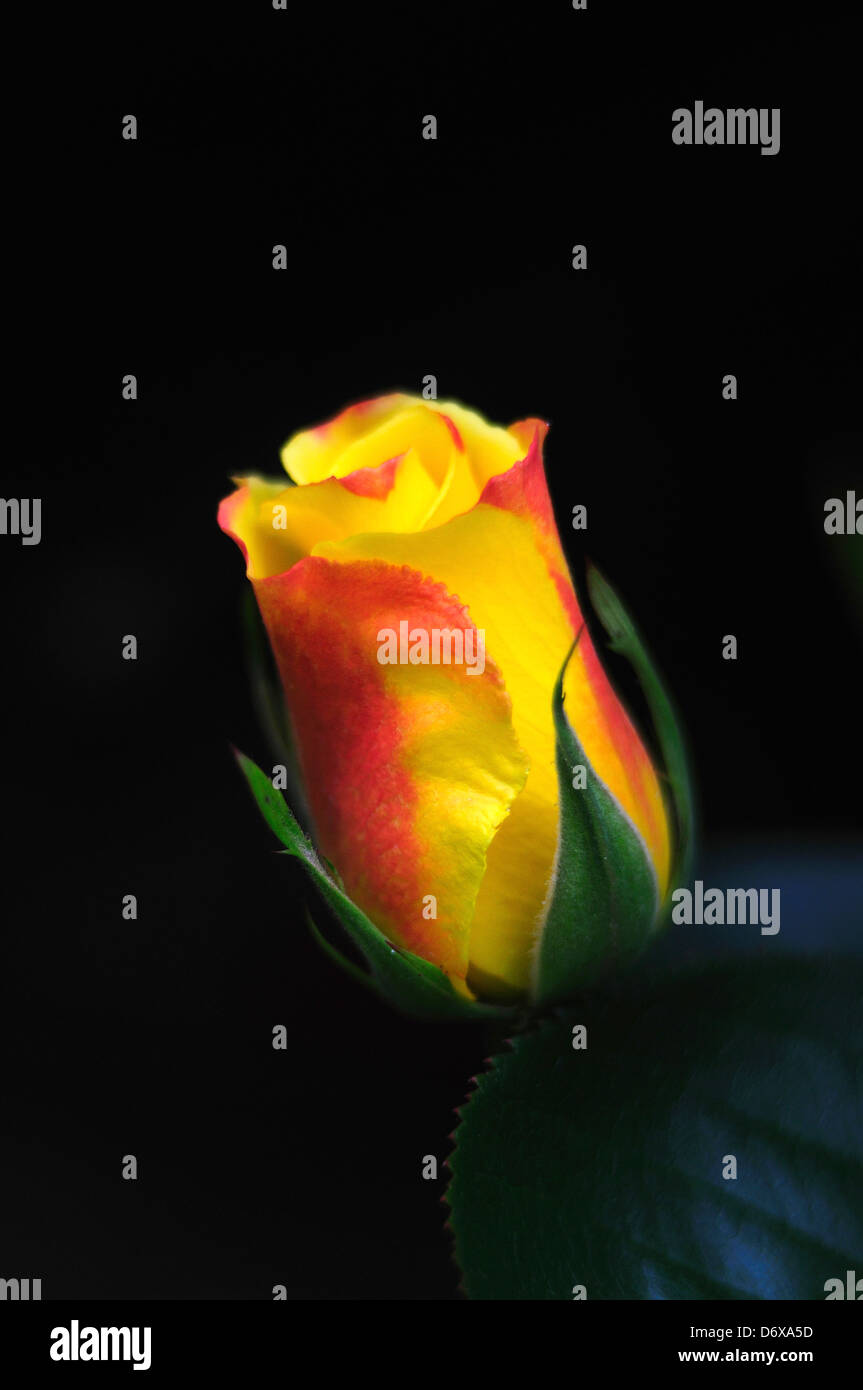 A single rose bud Stock Photo - Alamy