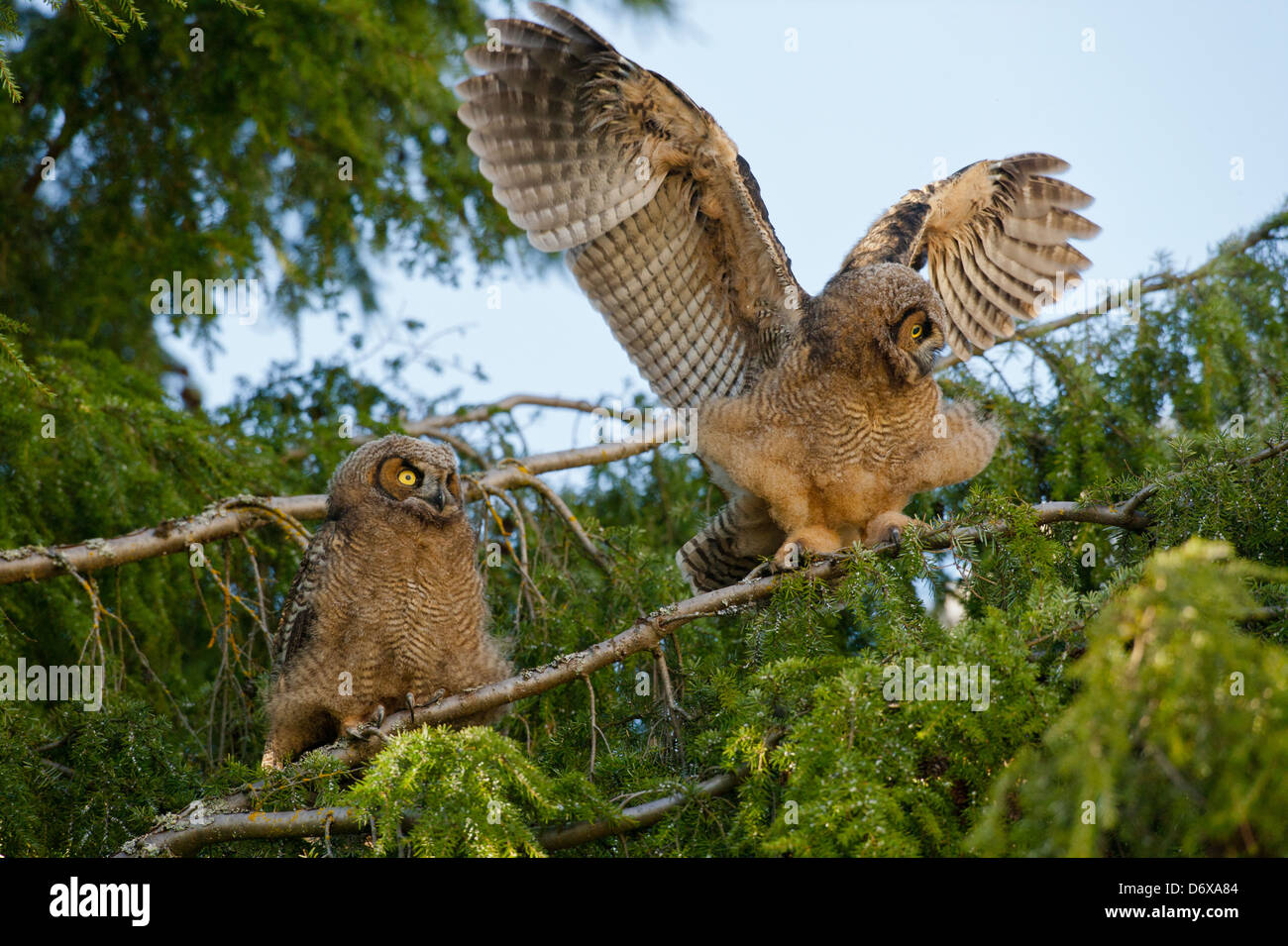 Fledgling great horned owl hi-res stock photography and images - Alamy