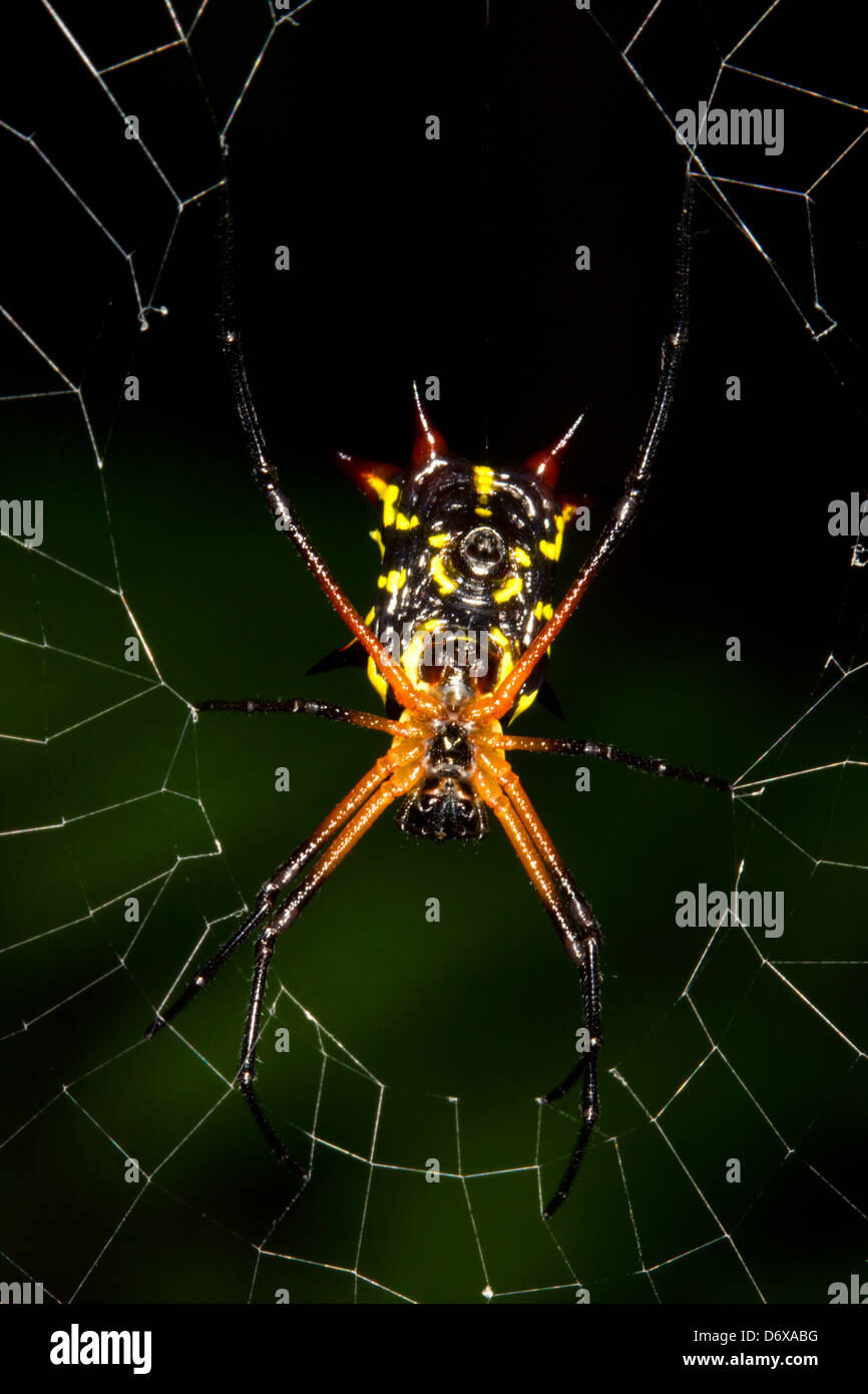 Spiny orb weaver spider (Gasteracantha sp Stock Photo - Alamy