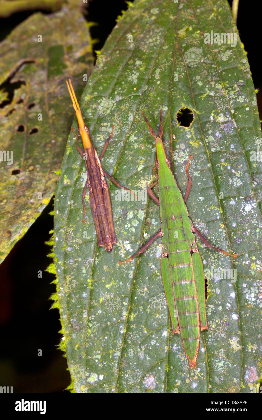 A pair of green cryptic grasshopper on a leaf in rainforest, Ecuador ...