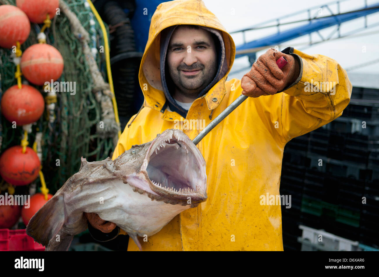 Goosefish hi-res stock photography and images - Alamy