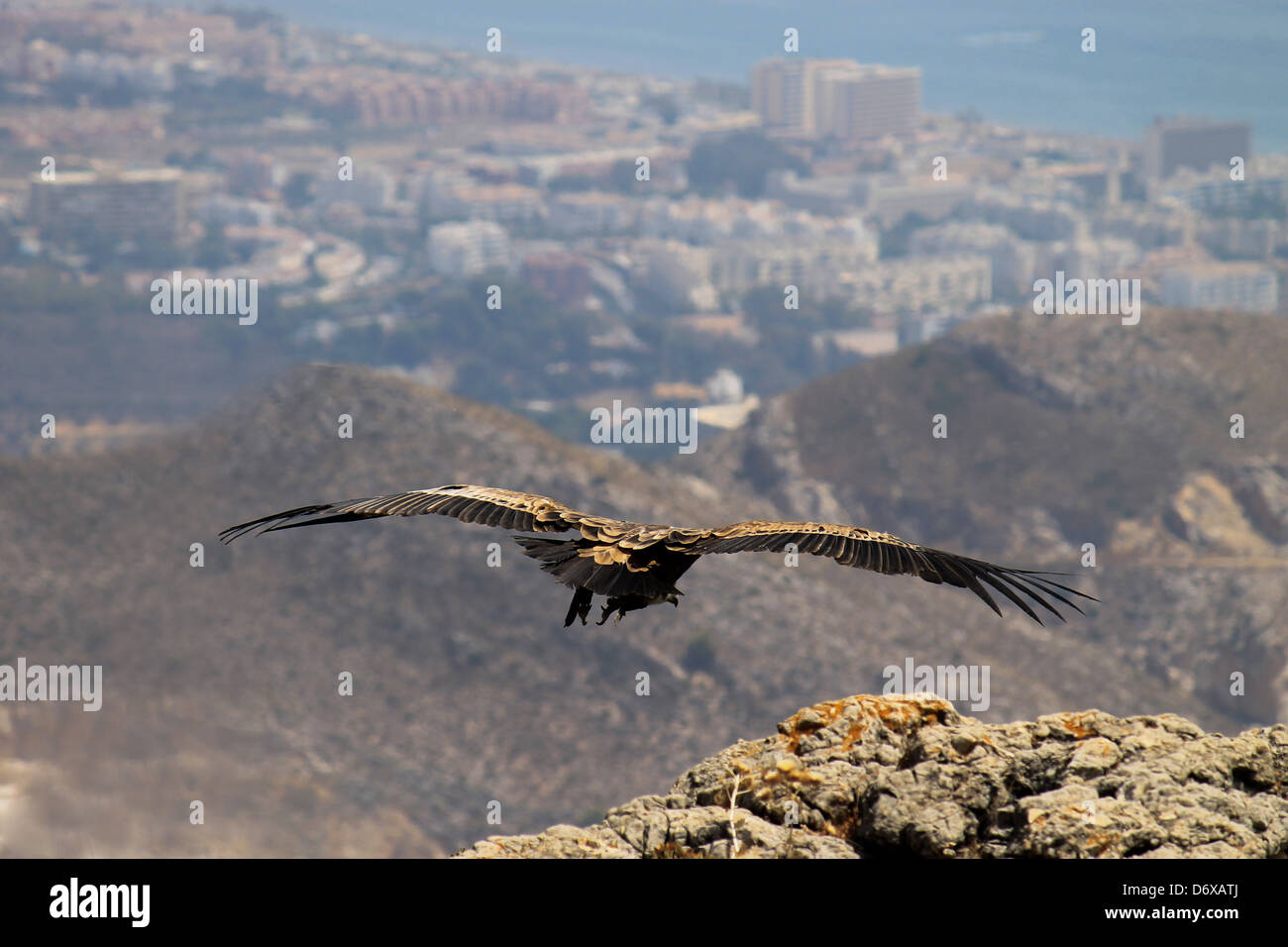 Eagle soaring mountains hi-res stock photography and images - Alamy