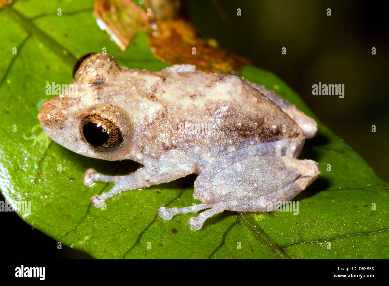 Marti's rain frog (Pristimantis martiae) on a leaf in the rainforest ...