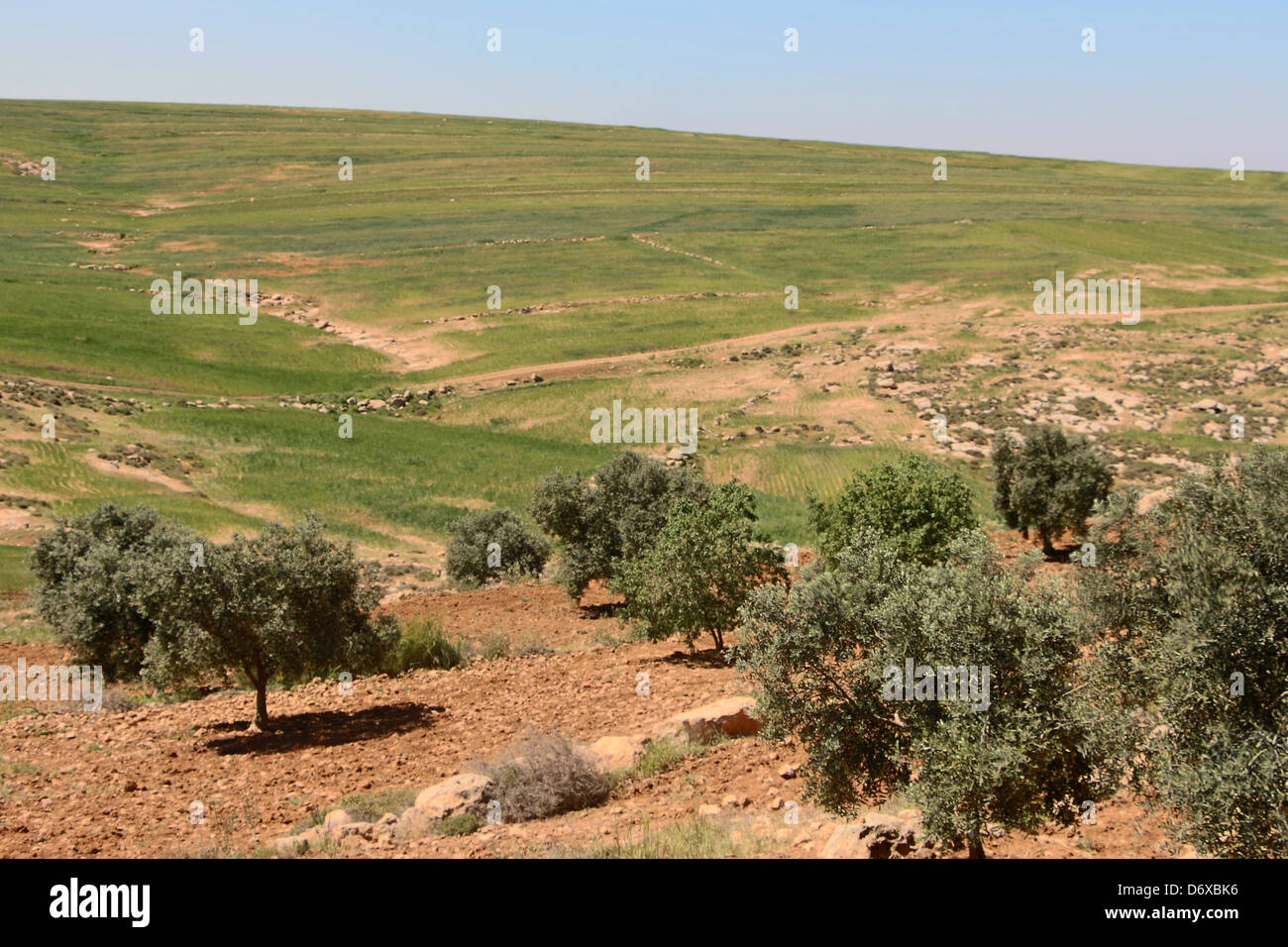 Open trees hi-res stock photography and images - Alamy