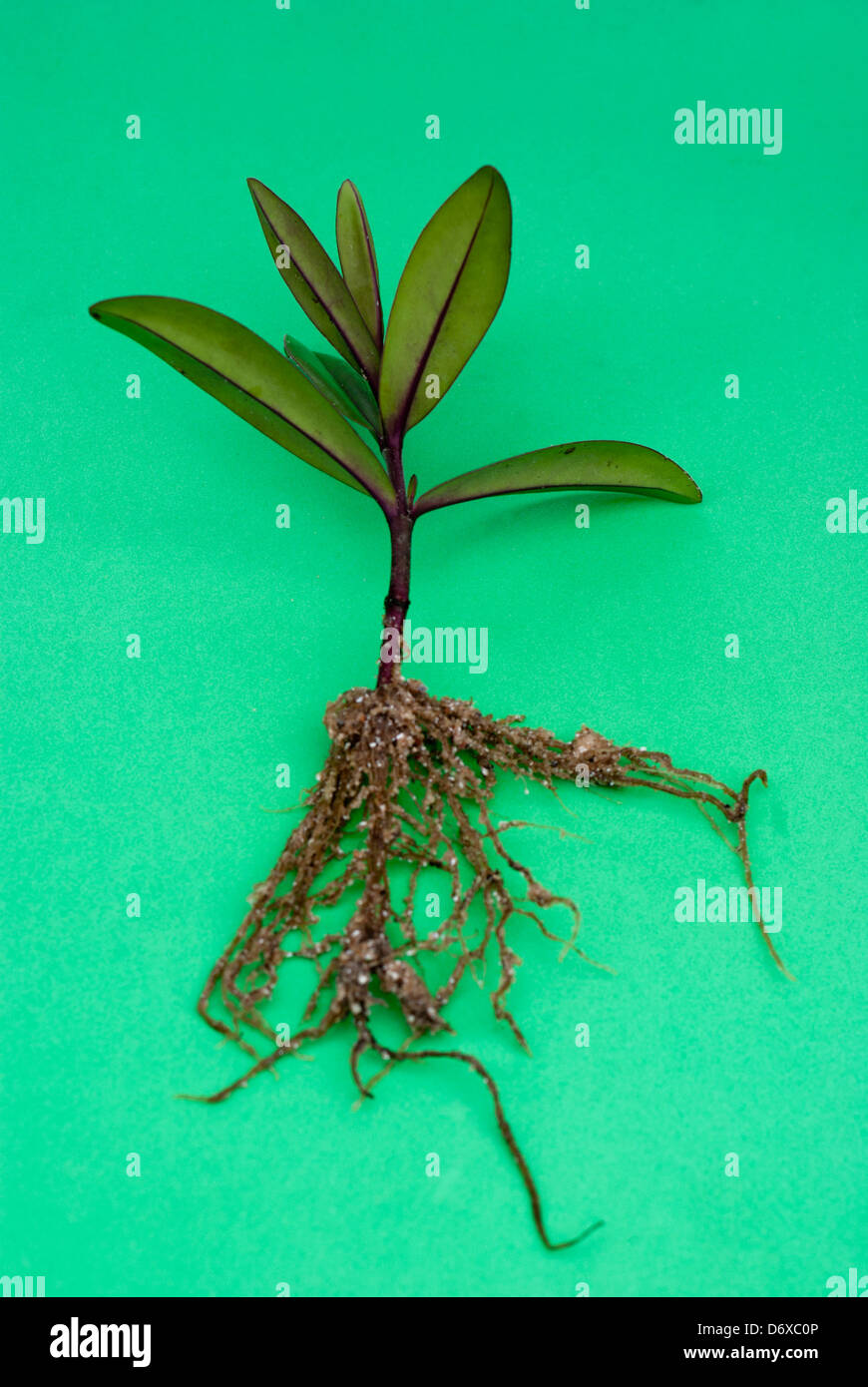 Rooted Hebe cutting against a green background Stock Photo - Alamy