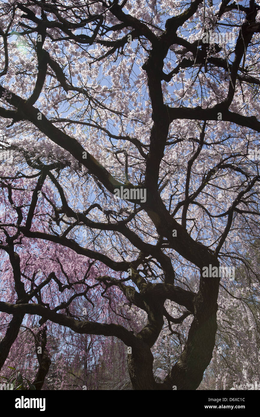 Spring at the Brooklyn Botanic Garden. Looking up thru the branches of ...
