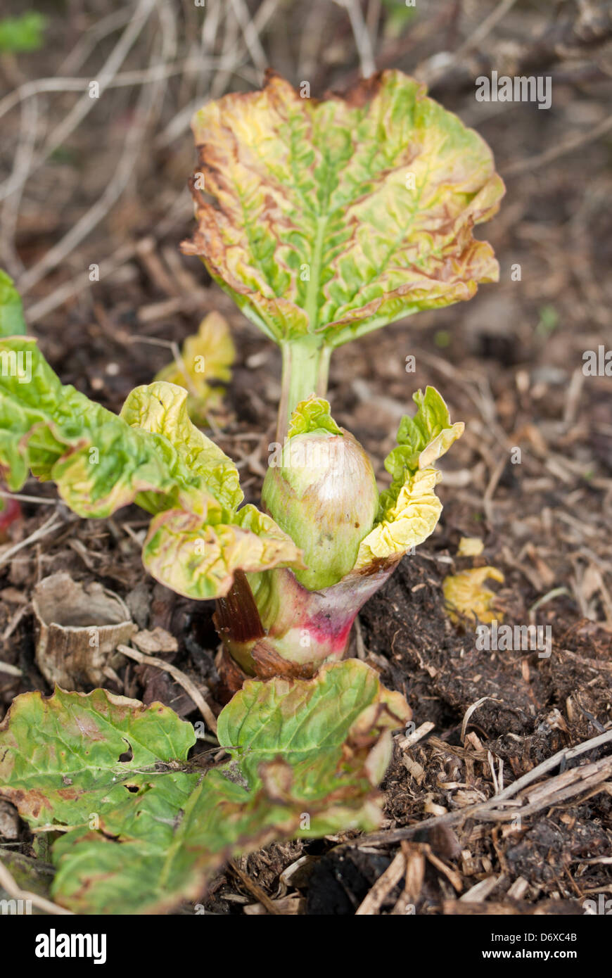 Rhubarb crown planting hi-res stock photography and images - Alamy