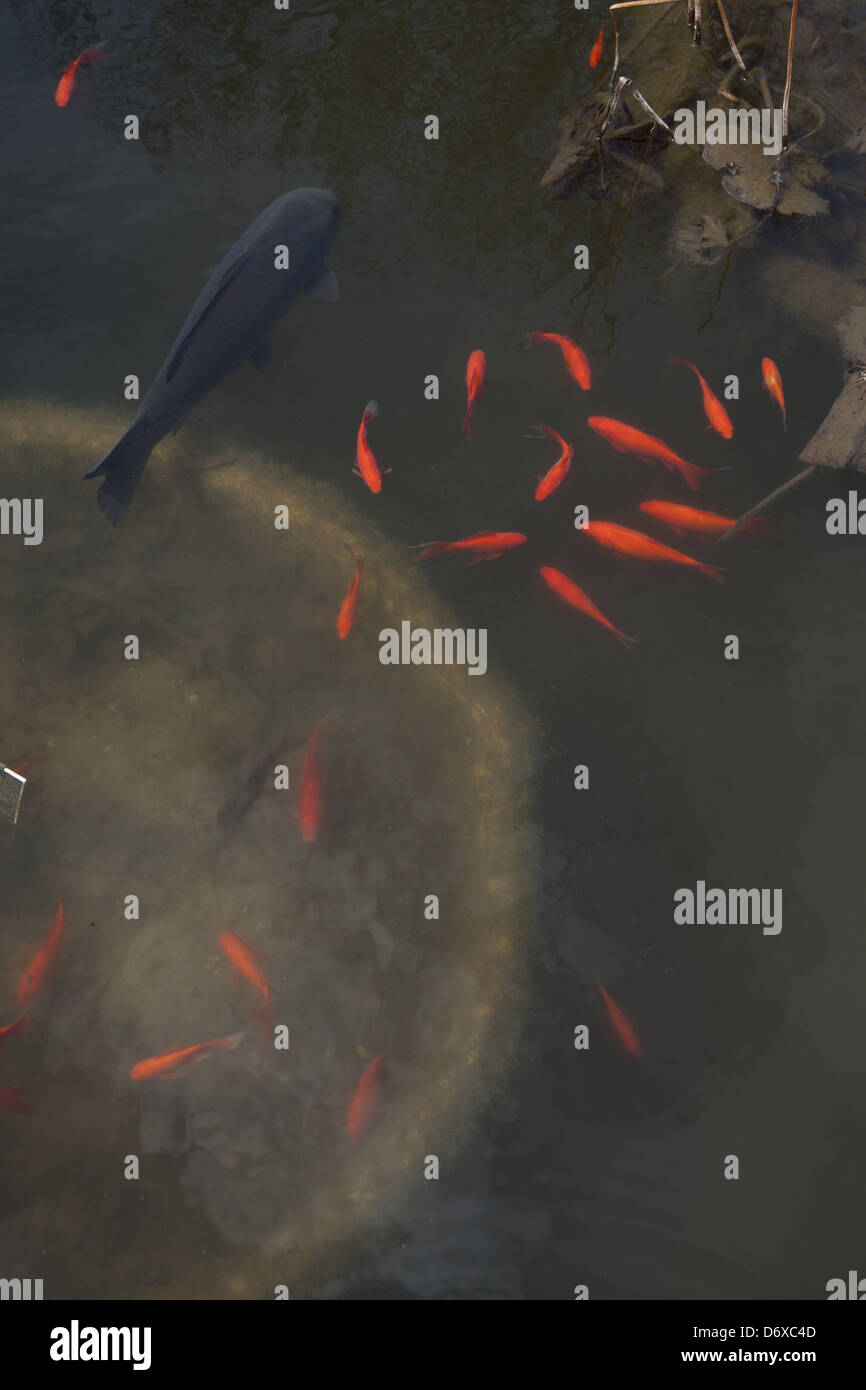 Goldfish in the Lily pond at the Brooklyn Botanic Garden; Brooklyn; NY ...