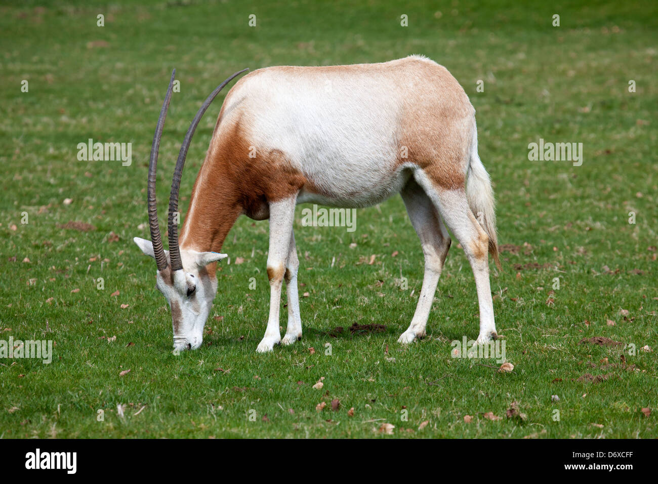 Scimitar horned oryx horns hi-res stock photography and images - Alamy