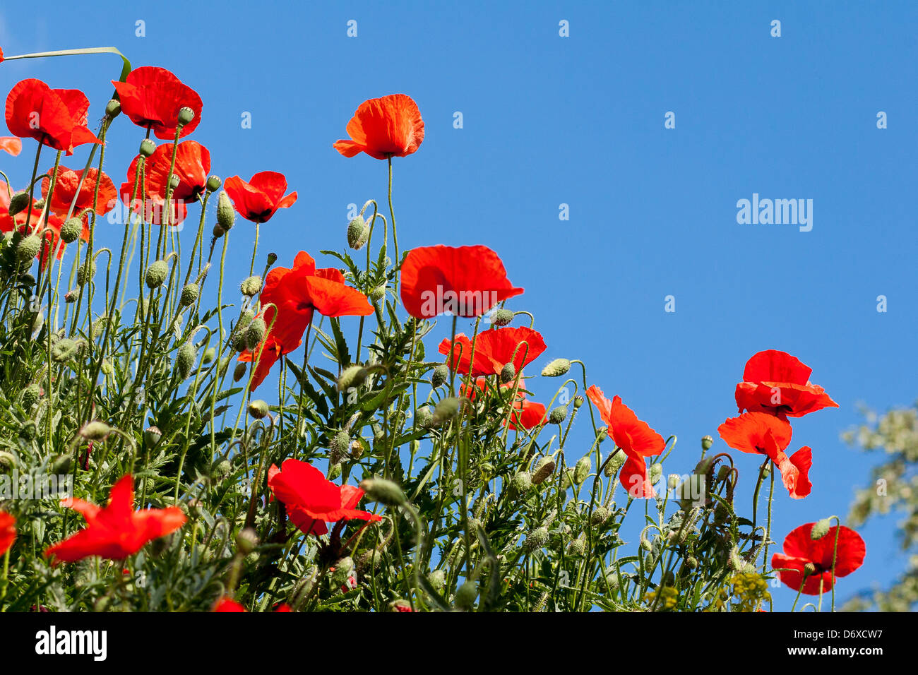 Poppy flowers on the meadow Stock Photo - Alamy