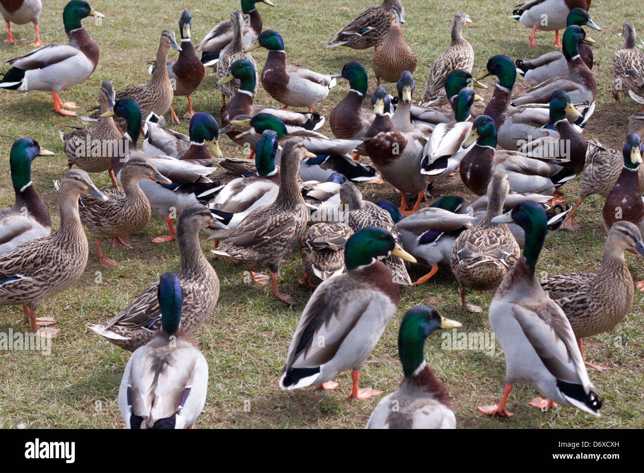 A large collection of ducks Stock Photo - Alamy