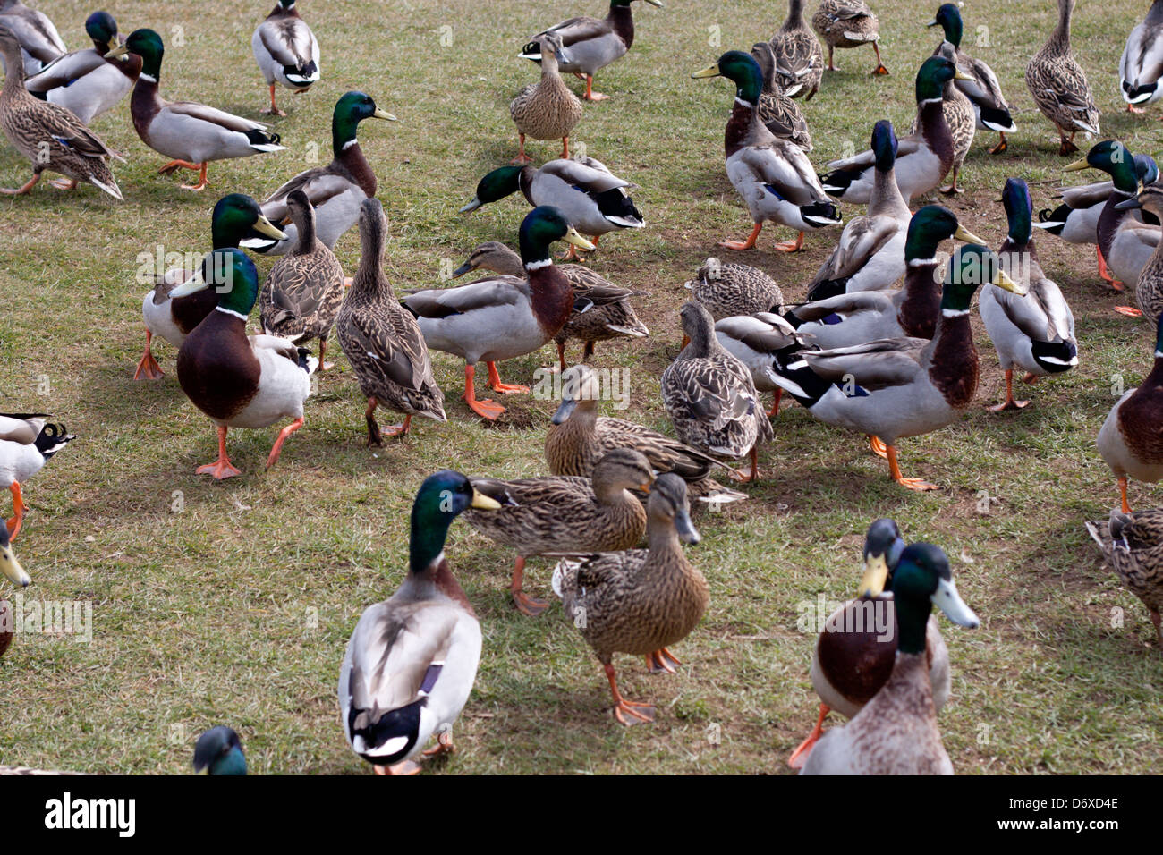 A large collection of ducks Stock Photo - Alamy