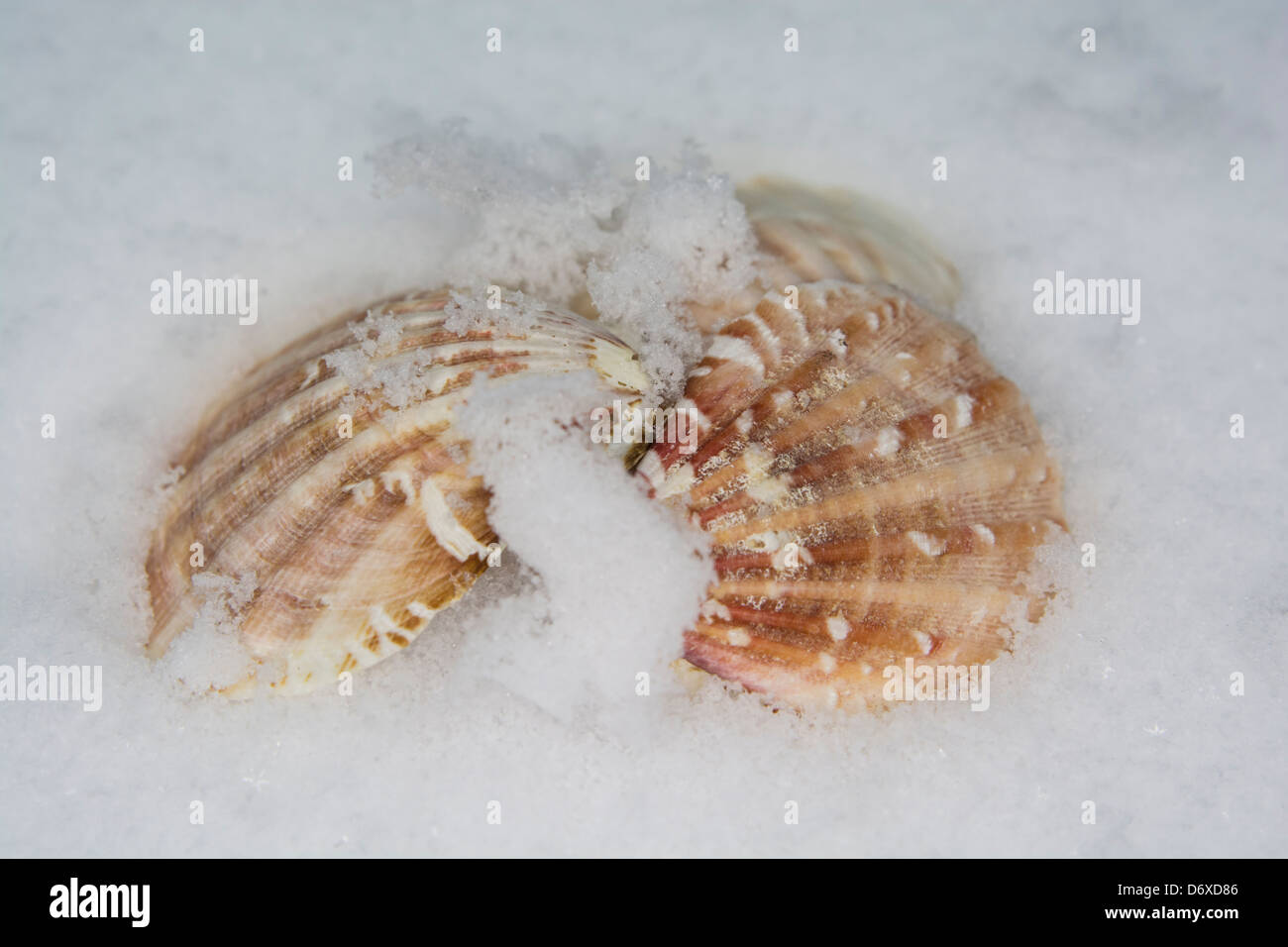 Scallop shells hi-res stock photography and images - Alamy
