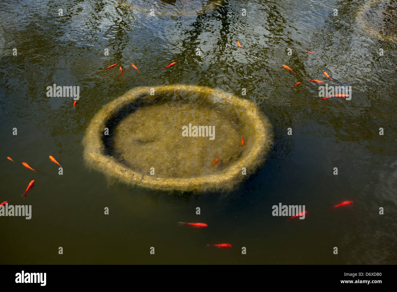 Goldfish pond hi-res stock photography and images - Alamy