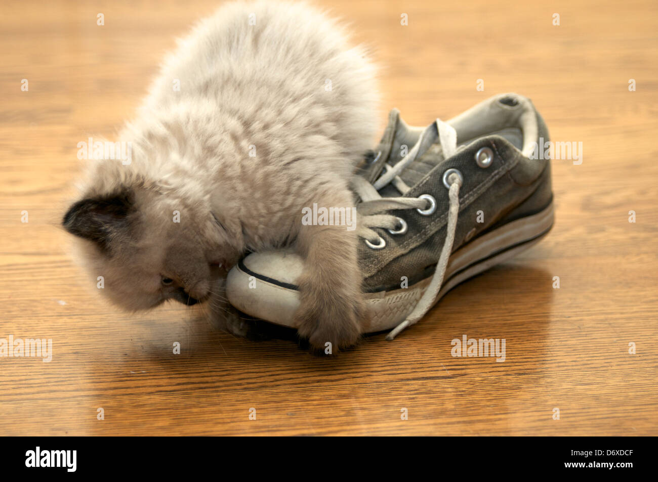 7 week old kitten attacks Comverse sneaker shoe and grips with tiny ...