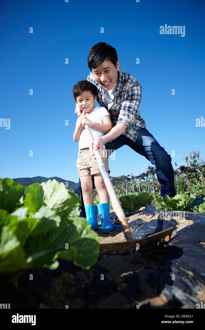 a father helping son use rake in a farm Stock Photo - Alamy
