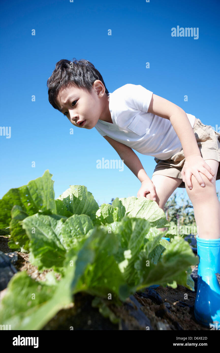 Child boy agriculture crops hi-res stock photography and images - Alamy