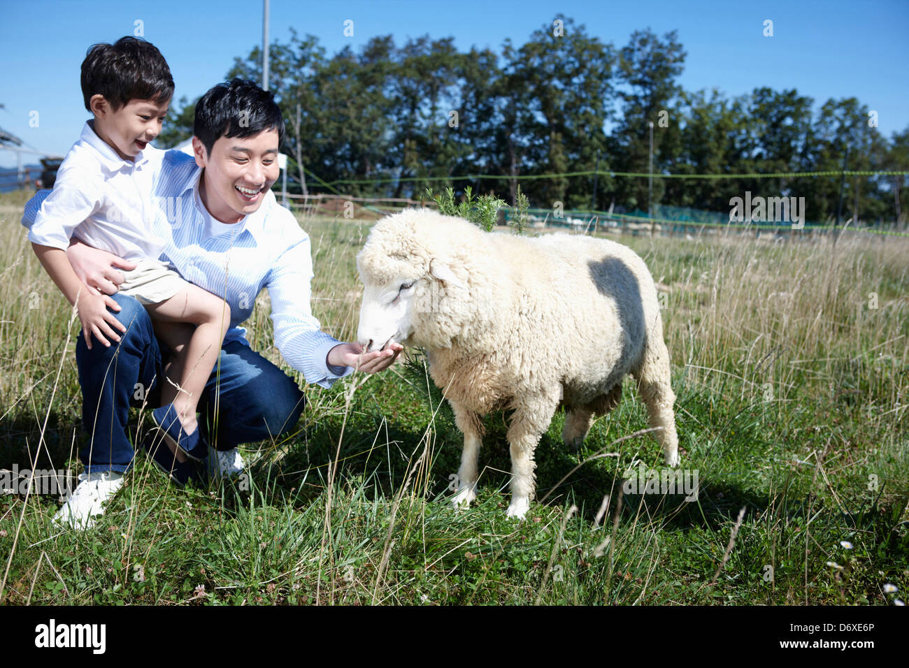 father and son with a sheep in a farm Stock Photo - Alamy