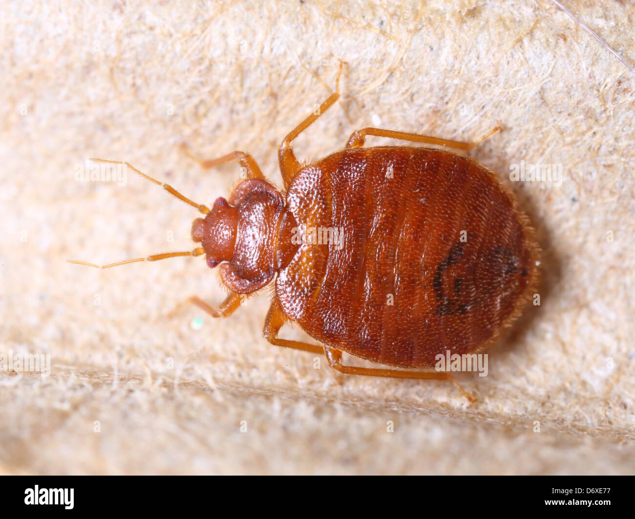 Cimex lectularius hi-res stock photography and images - Alamy