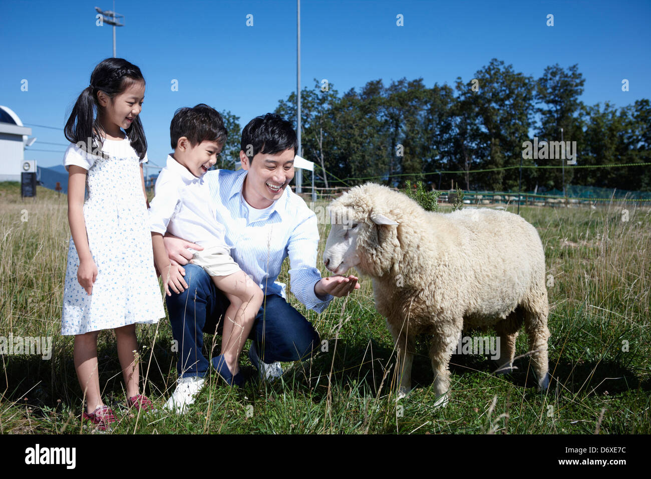 Father son feeding plant sheep hi-res stock photography and images - Alamy