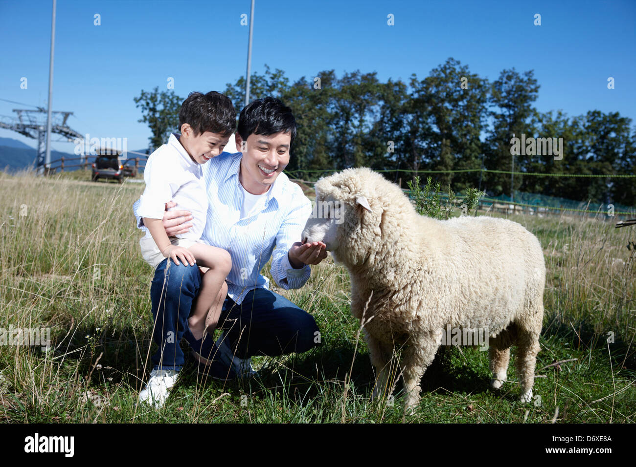 father and son feeding a sheep in a farm Stock Photo - Alamy
