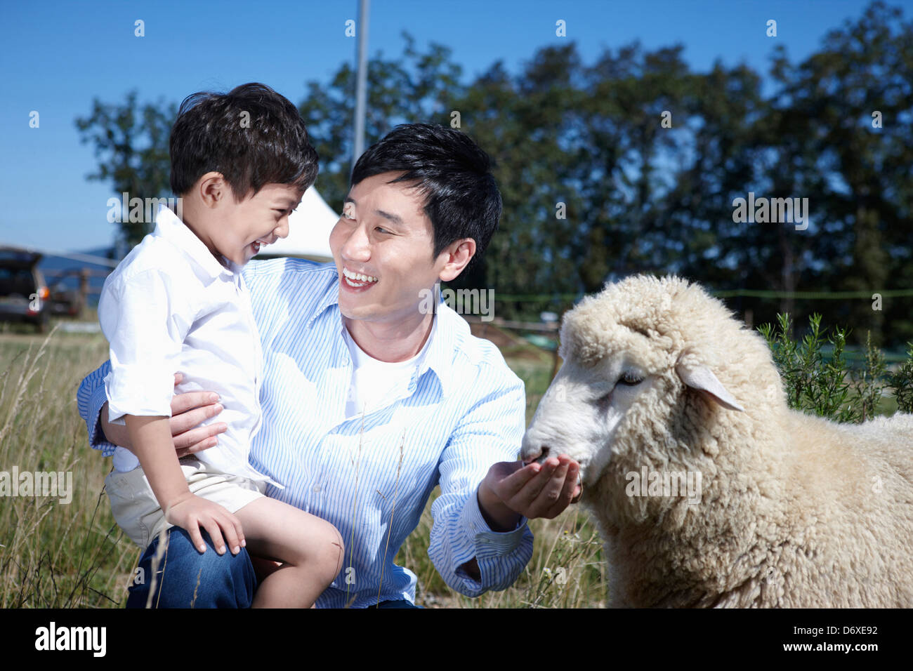 father and son feeding a sheep in a farm Stock Photo - Alamy