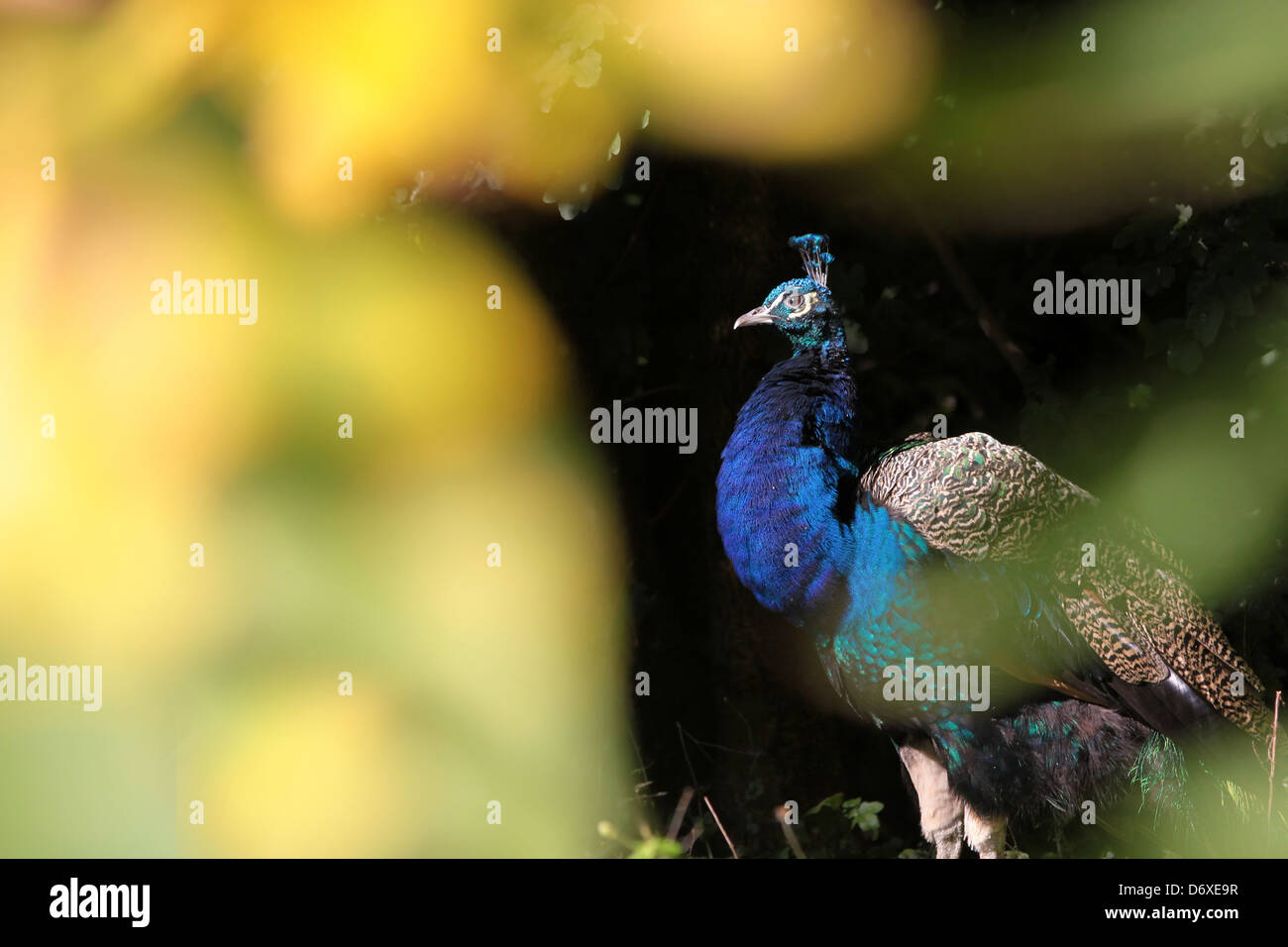Indian peafowl pavo cristatus in hi-res stock photography and images ...