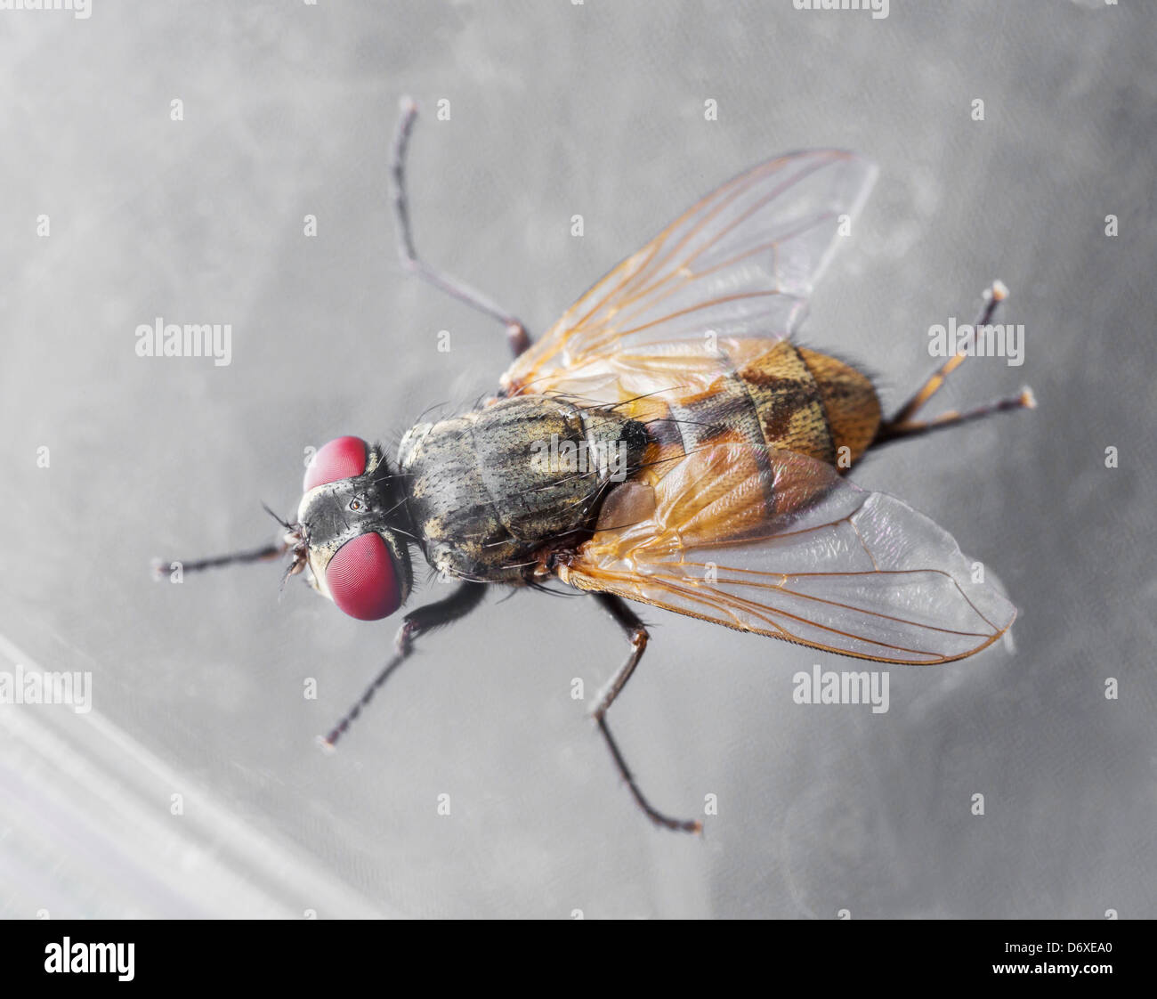 Maggots white background hi-res stock photography and images - Alamy