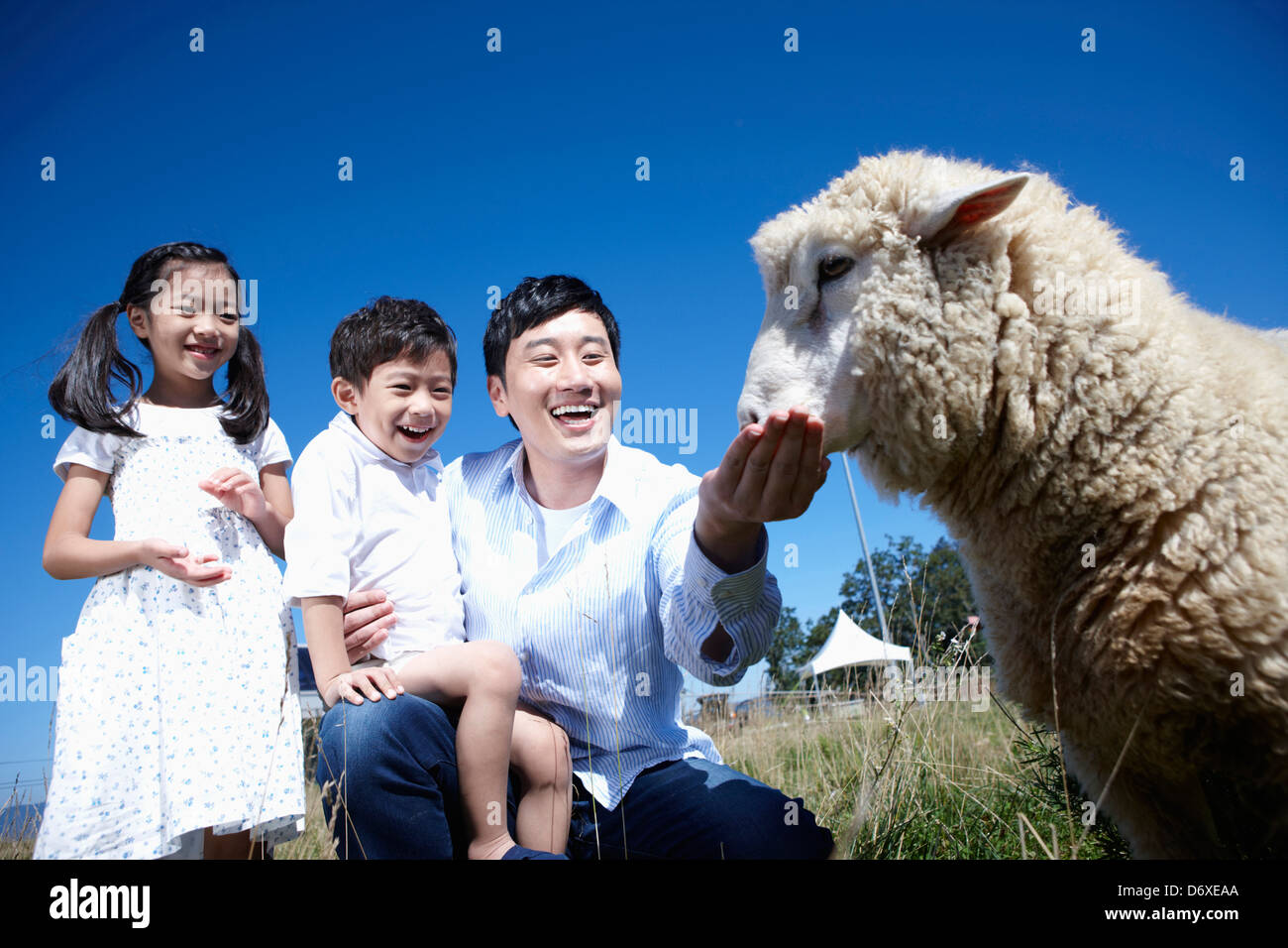 Sheep in field directly hi-res stock photography and images - Alamy