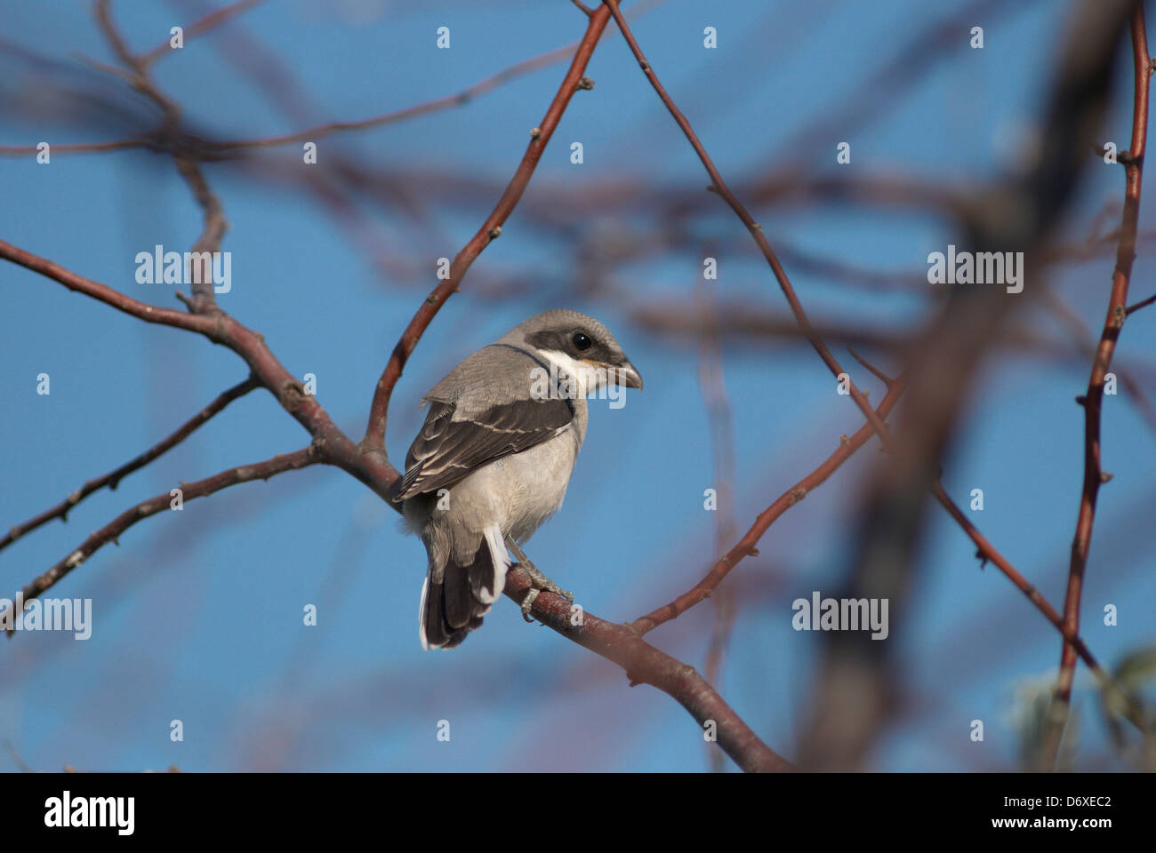 Brown shrike on a tree Stock Photo - Alamy