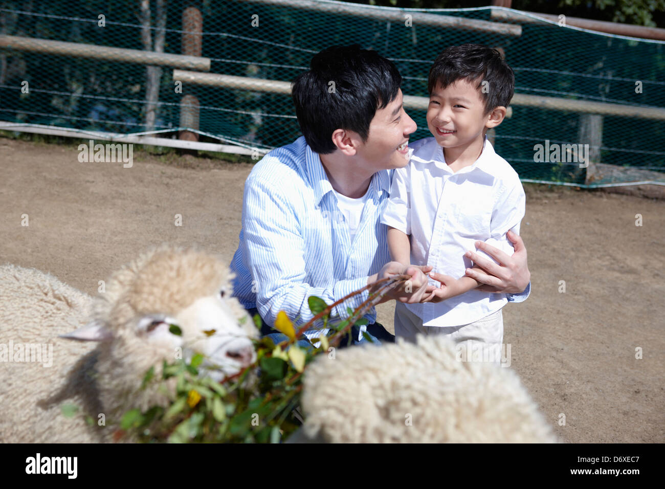 father and son feeding plant to sheep inside a sheep yard Stock Photo ...