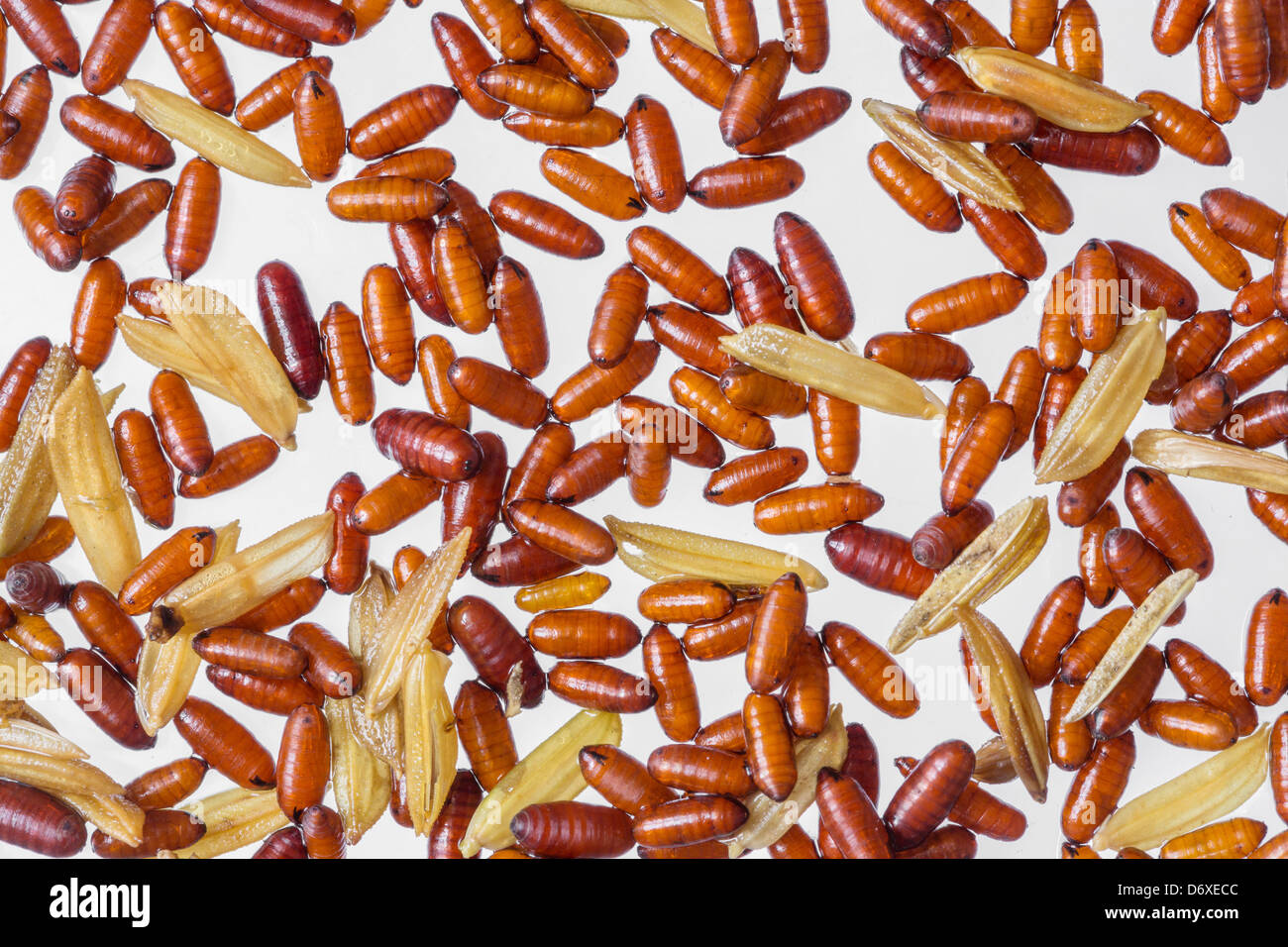 Flies pupae isolated on white background Stock Photo - Alamy