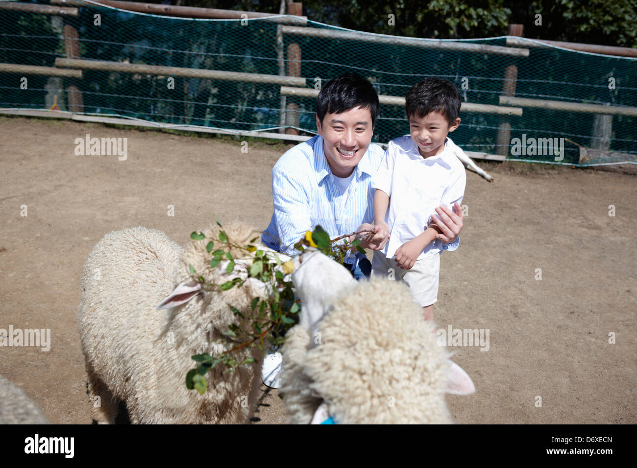 Father son feeding plant sheep hi-res stock photography and images - Alamy