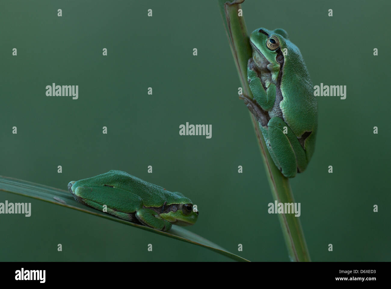 Tree frogs on reed Stock Photo - Alamy
