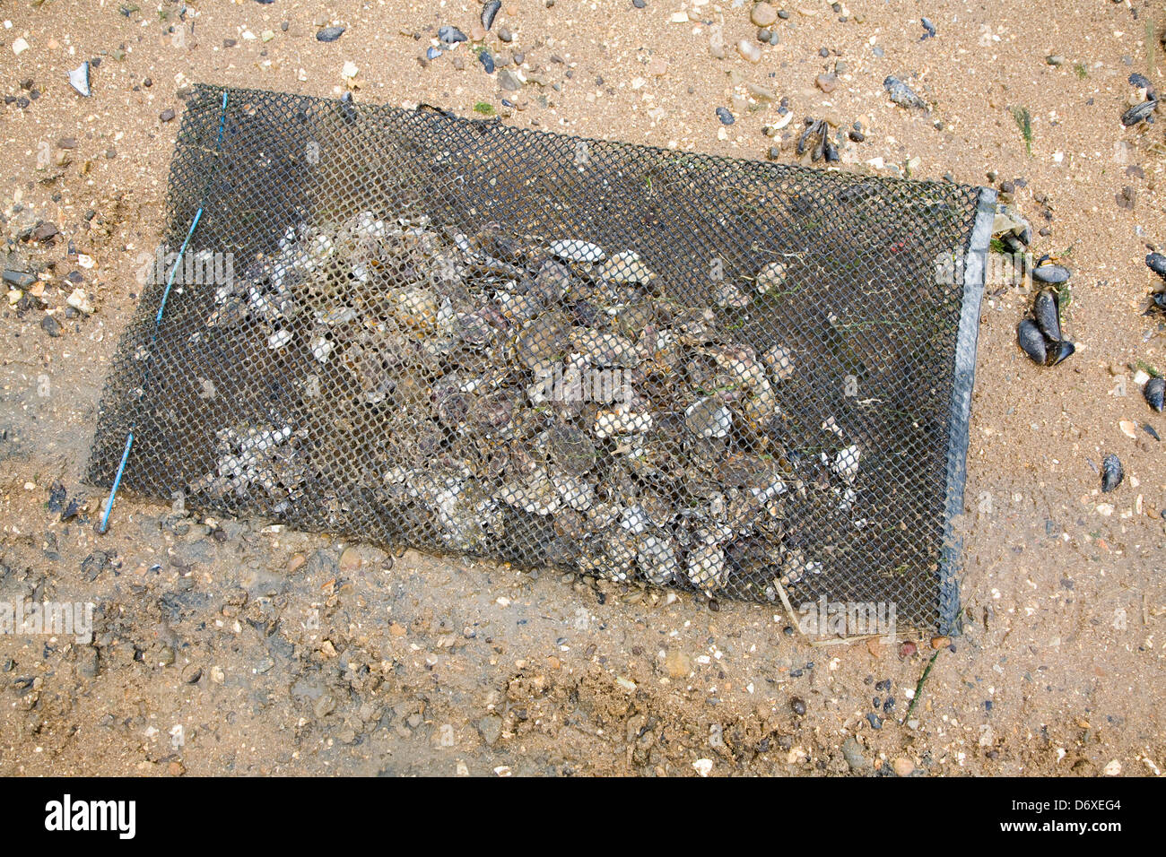Oyster nets hi-res stock photography and images - Alamy