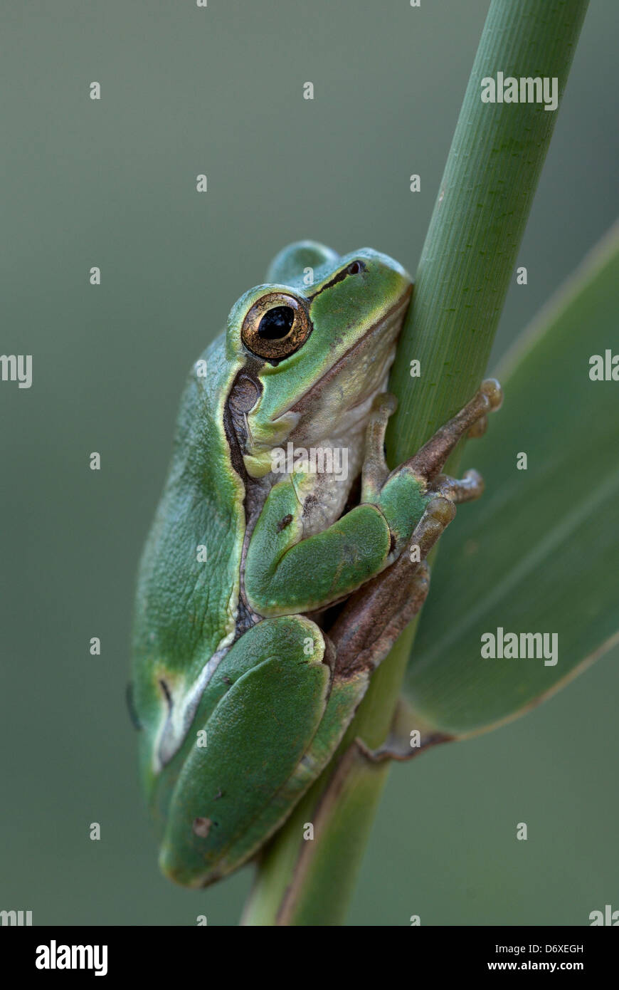 Tree frog portrait on reed Stock Photo - Alamy