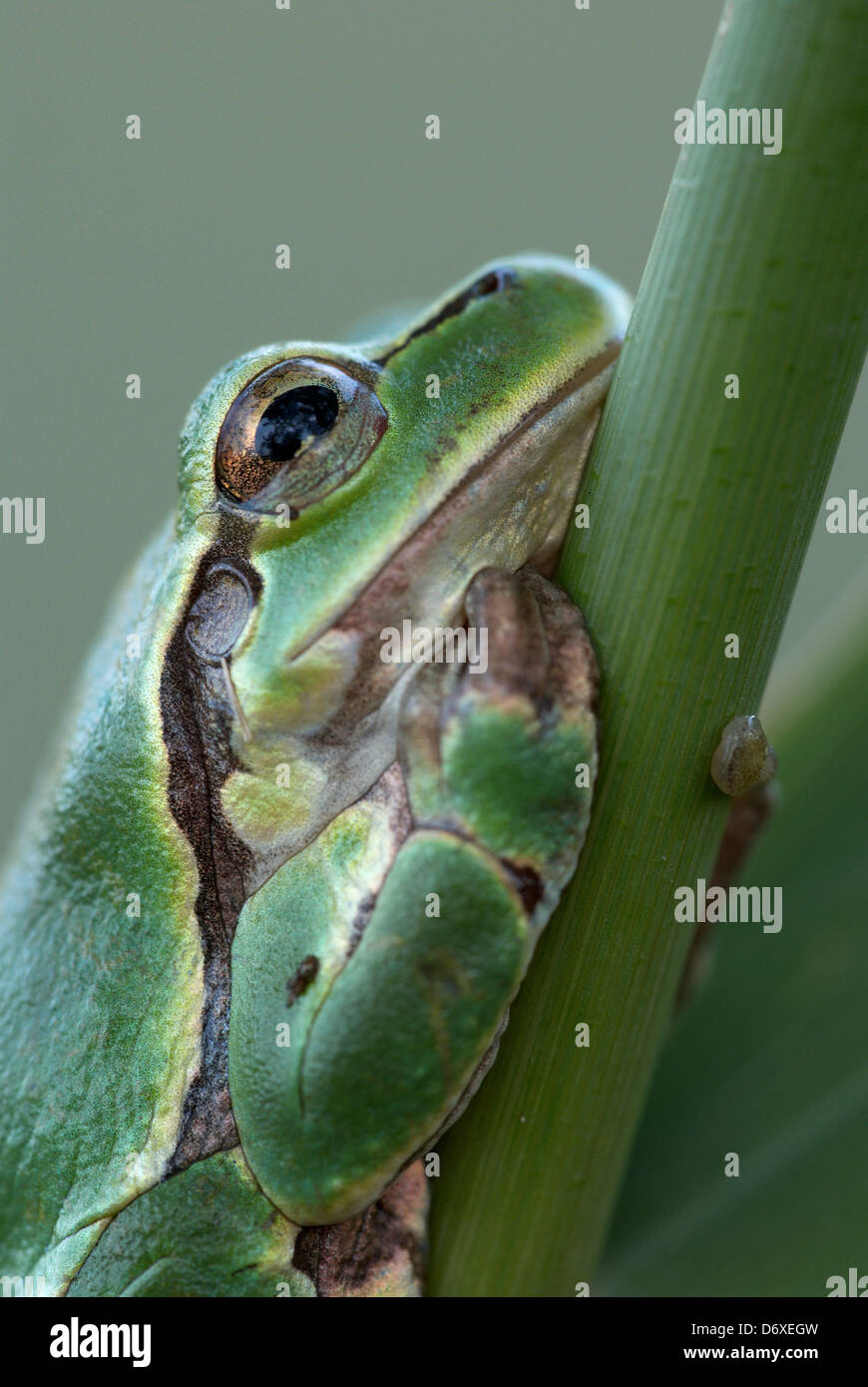 Tree frog portrait on reed Stock Photo - Alamy