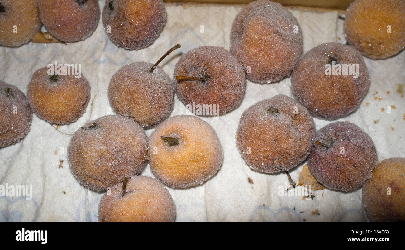 Brown frozen and rotten apples Stock Photo - Alamy