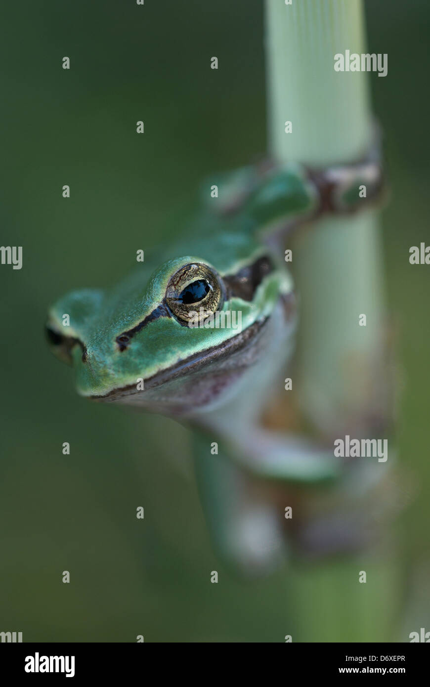 Tree frog portrait on reed Stock Photo - Alamy