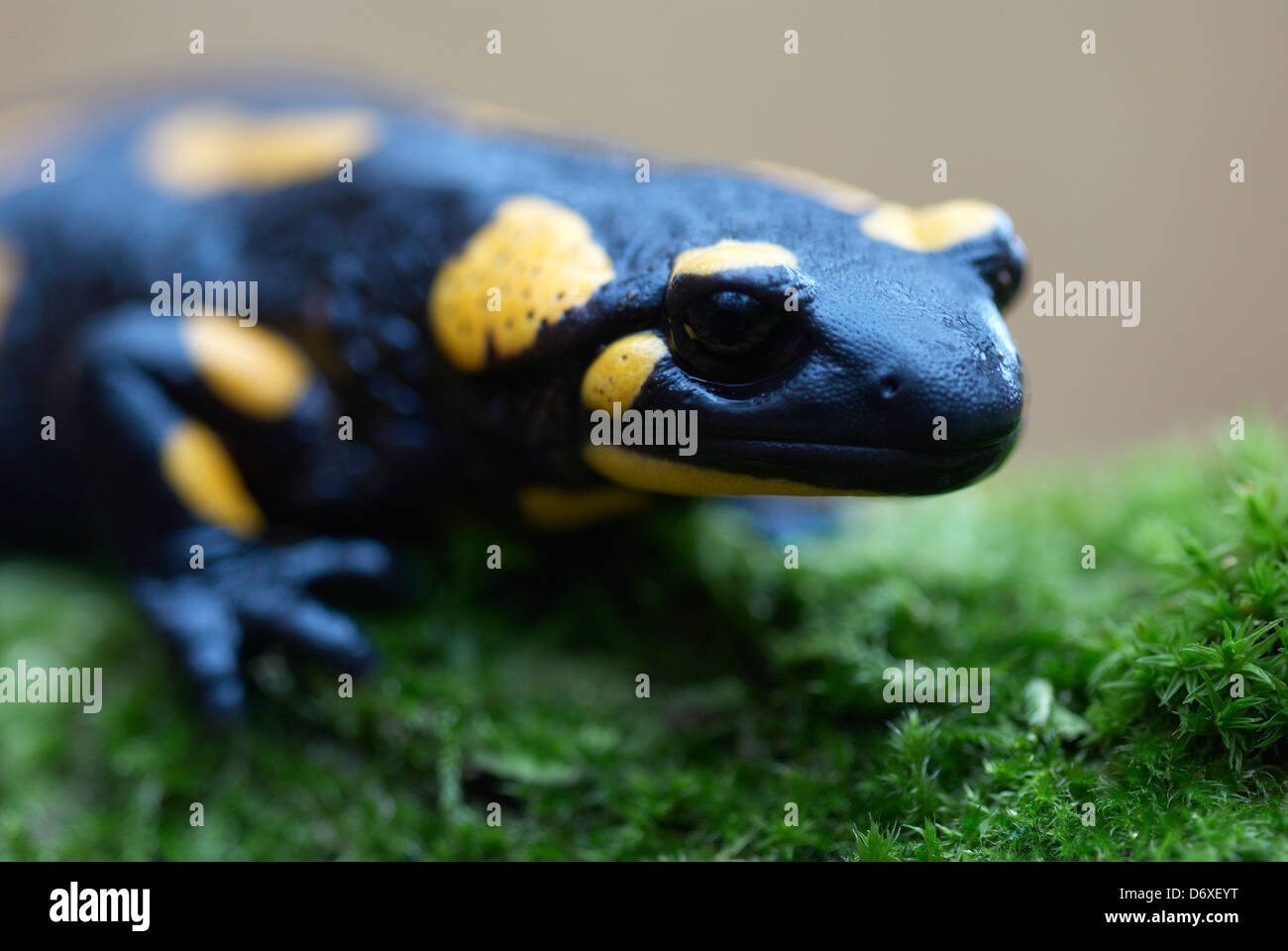 Spotted salamander portrait Stock Photo - Alamy