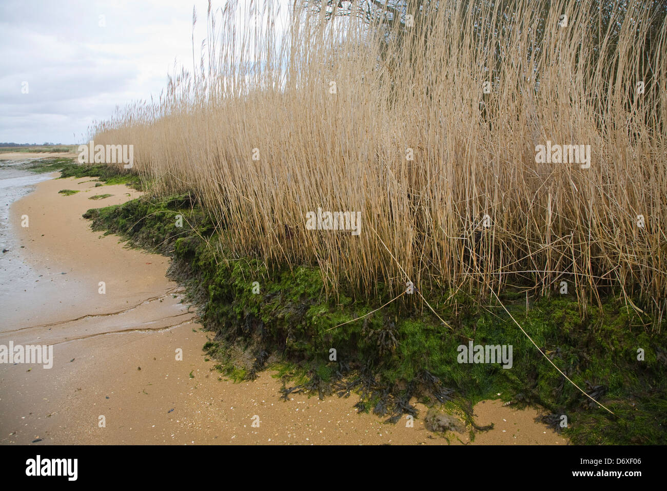 Detail of reeds growing at waterside River Deben low tide, Suffolk ...