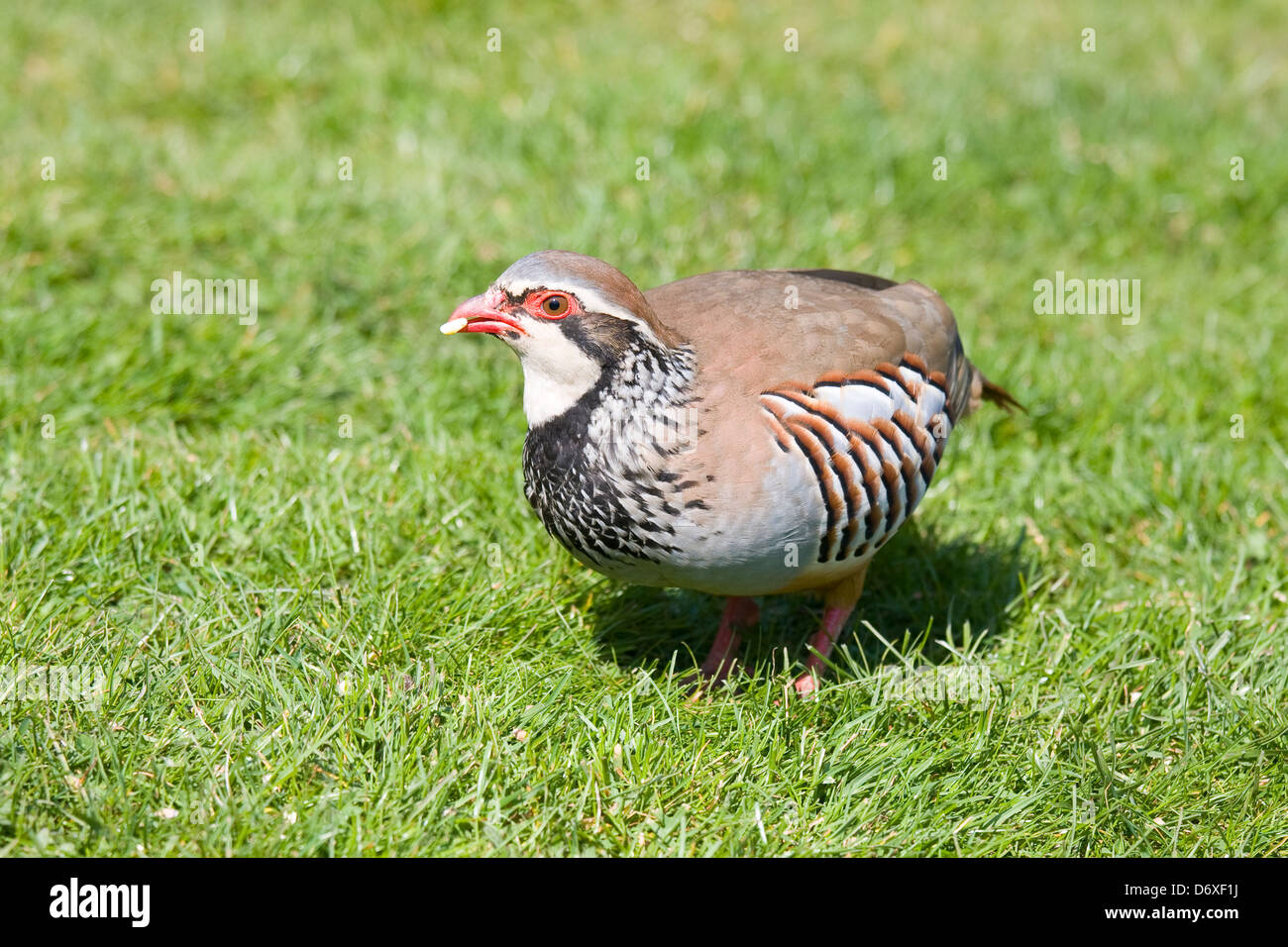 Red-legged Partridge Alectoris rufa Stock Photo - Alamy