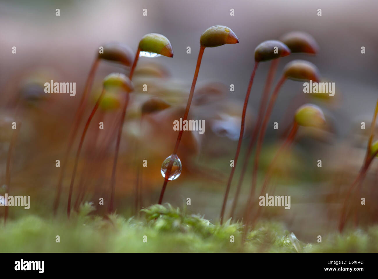 Dew drops on a moss Stock Photo - Alamy