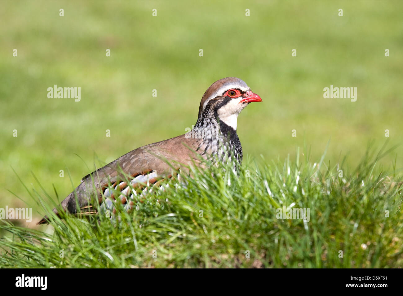 Red-legged Partridge Alectoris rufa Stock Photo - Alamy