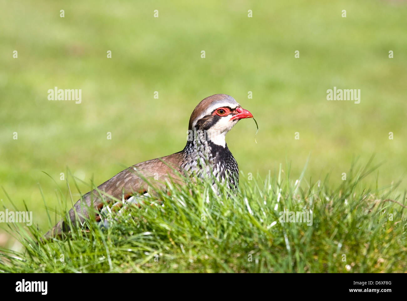 Red-legged Partridge Alectoris rufa Stock Photo - Alamy